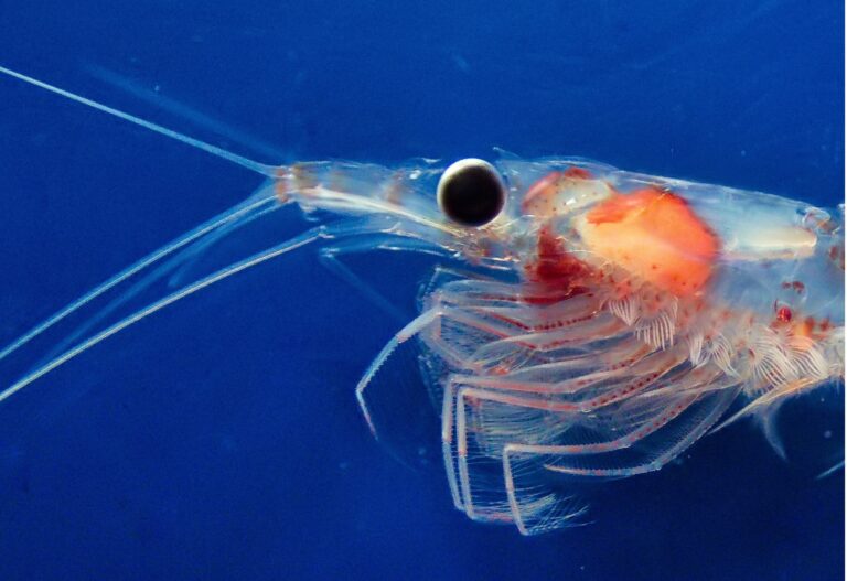 Mid-Level Projects – InfraVis